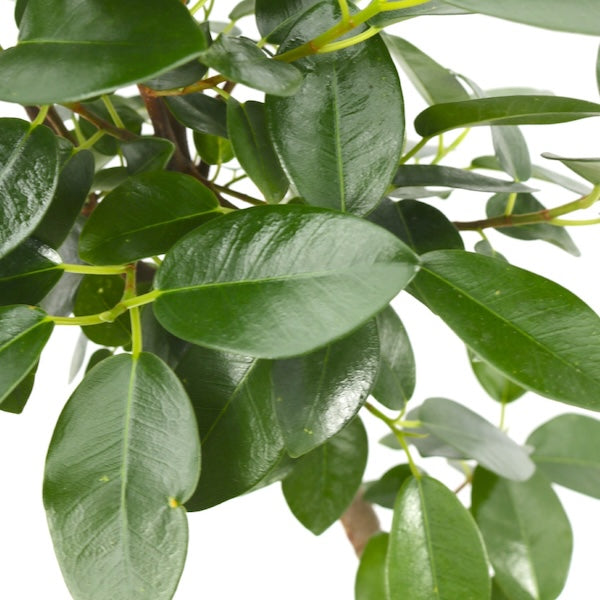 フランスゴム8号の現品商品 | 観葉植物の通販はAONOKI（あおのき）