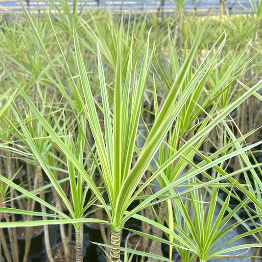 ドラセナの現品商品 | 観葉植物の通販はAONOKI（あおのき）