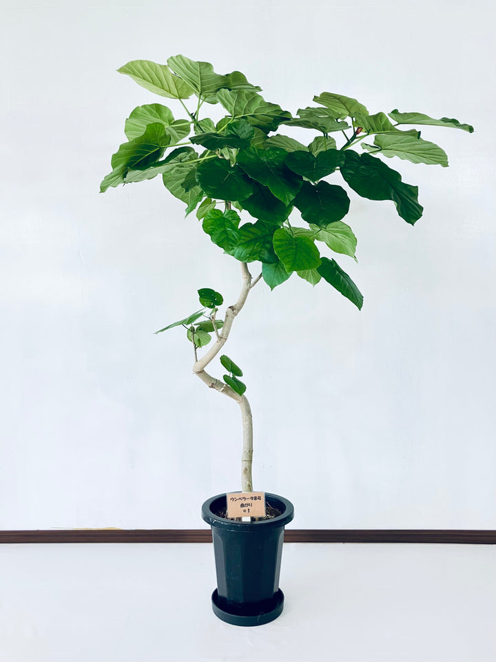 ウンベラータ8号の現品商品 | 観葉植物の通販はAONOKI（あおのき）