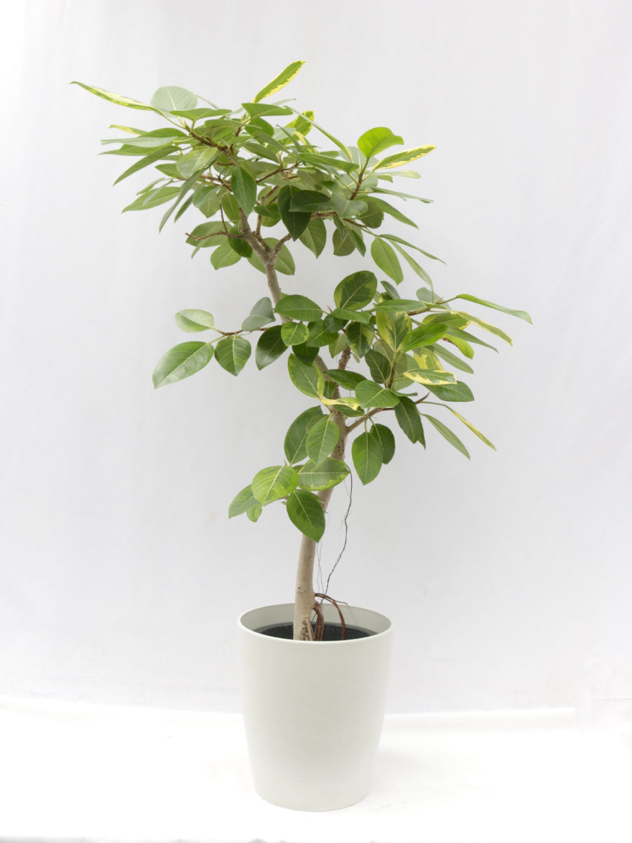 フィカス・アルテシマ 10号の通販 | 観葉植物通販AONOKI（あおのき）