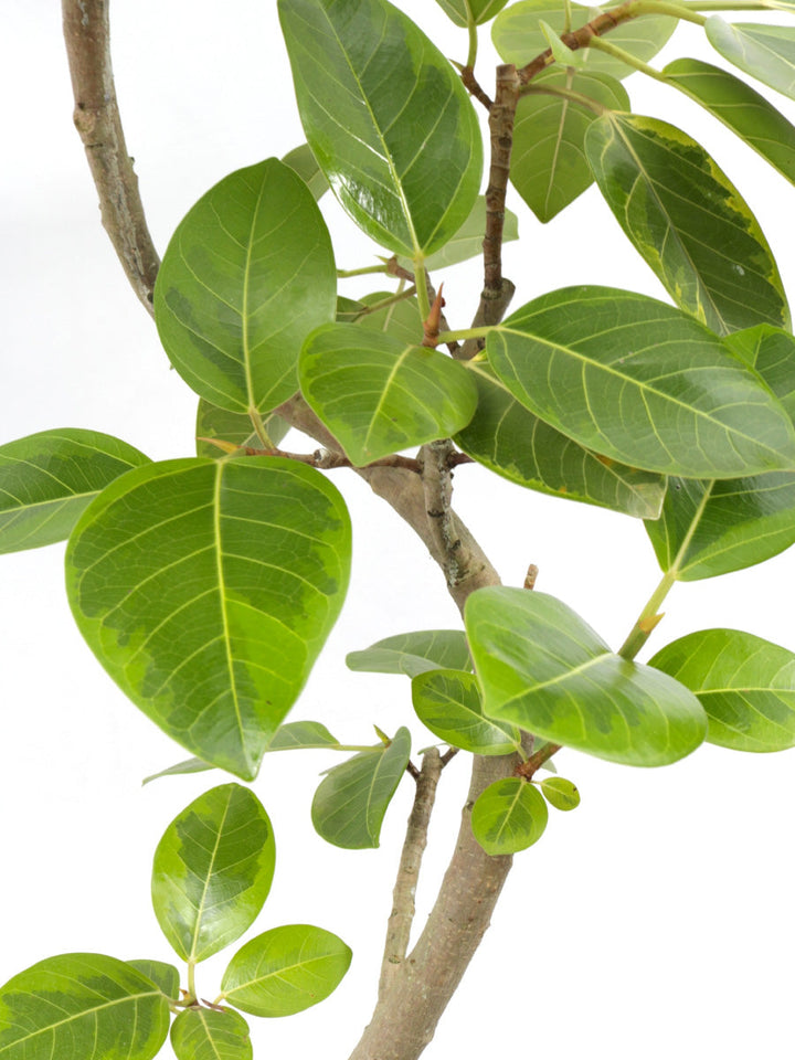 観葉植物 – AONOKI