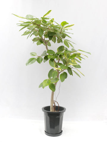 観葉植物 – AONOKI