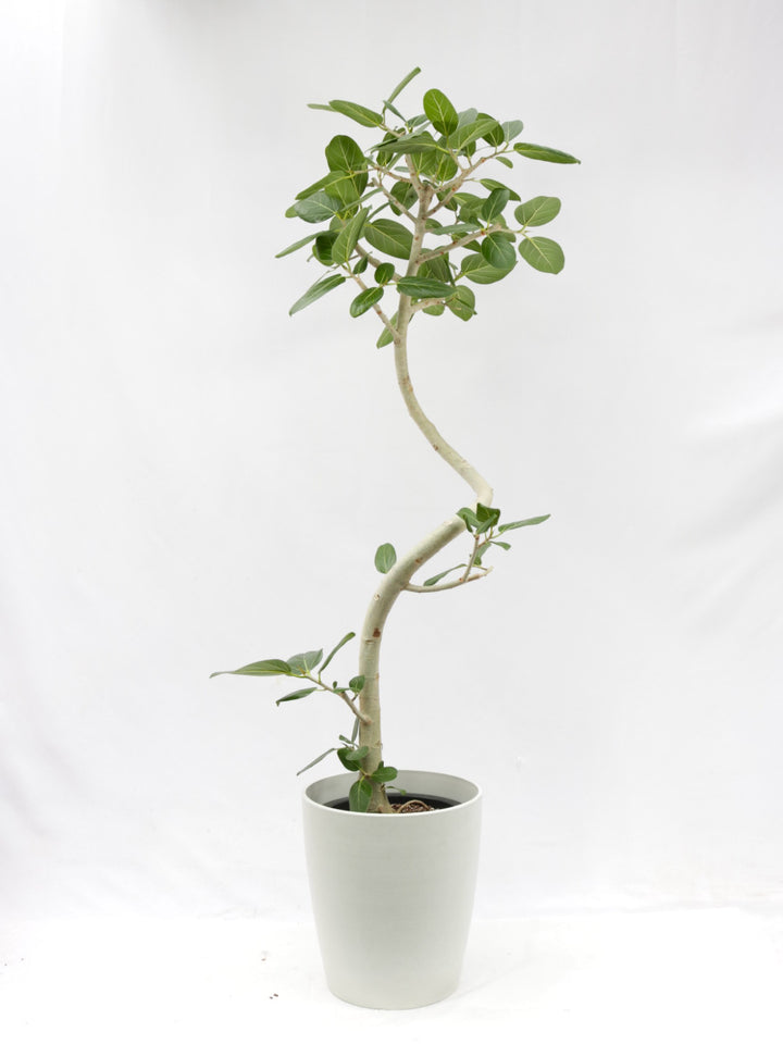 観葉植物 – AONOKI