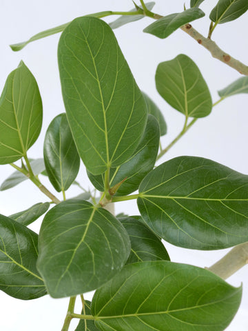 観葉植物 – AONOKI