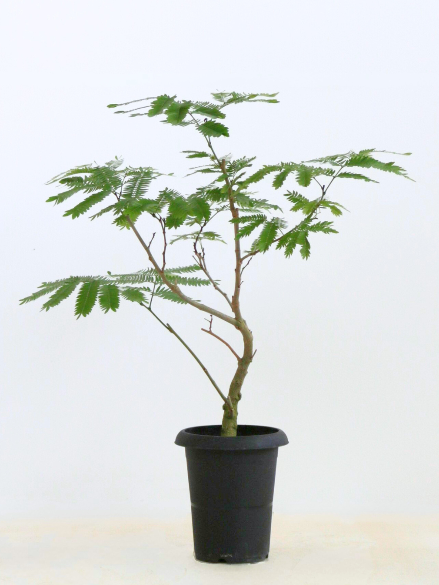 エバーフレッシュ 6号の通販 | 観葉植物通販AONOKI（あおのき）