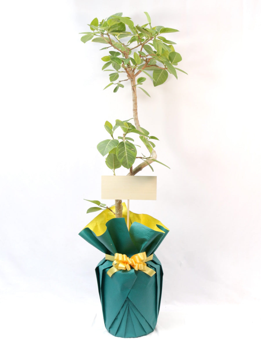 観葉植物ギフトLサイズ【沖縄向け】 – AONOKI