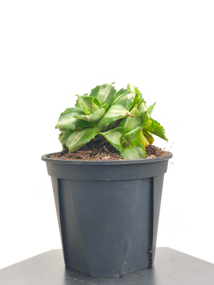 多肉植物の現品商品 | 観葉植物の通販はAONOKI（あおのき）