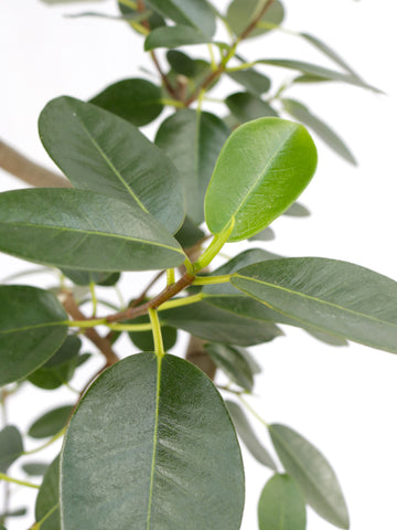 観葉植物 – AONOKI