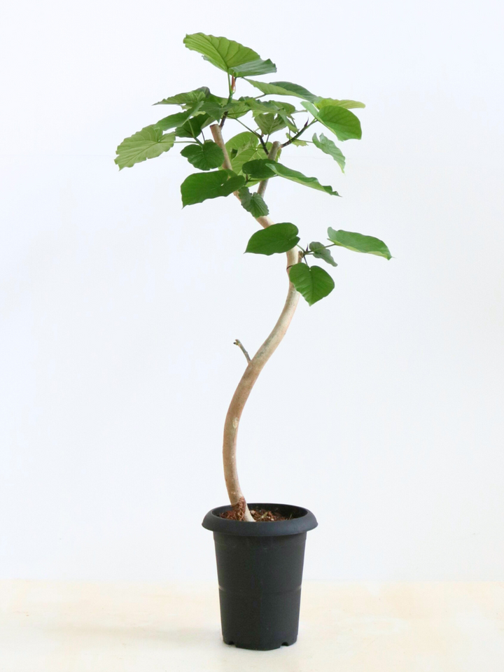 観葉植物 – AONOKI