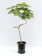 観葉植物 – AONOKI