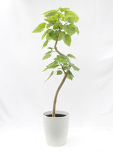 観葉植物 – AONOKI