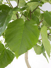 観葉植物 – AONOKI