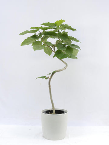 観葉植物 – AONOKI