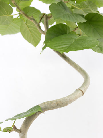 観葉植物 – AONOKI