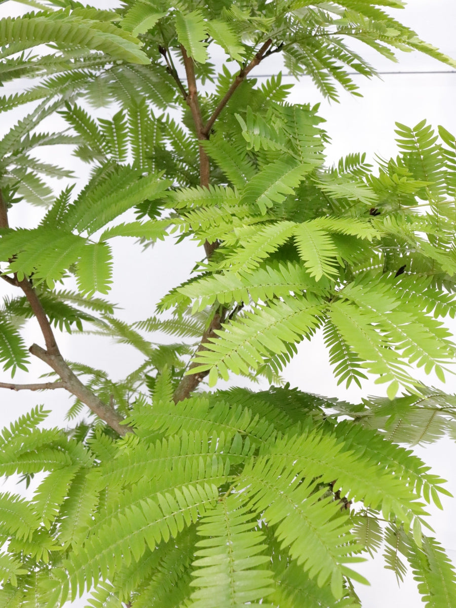 エバーフレッシュ 10号の通販 | 観葉植物通販AONOKI（あおのき）